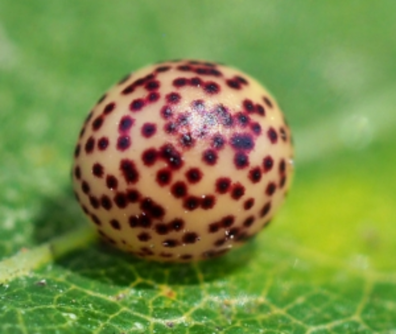 Zopheroteras guttatum (agamic)