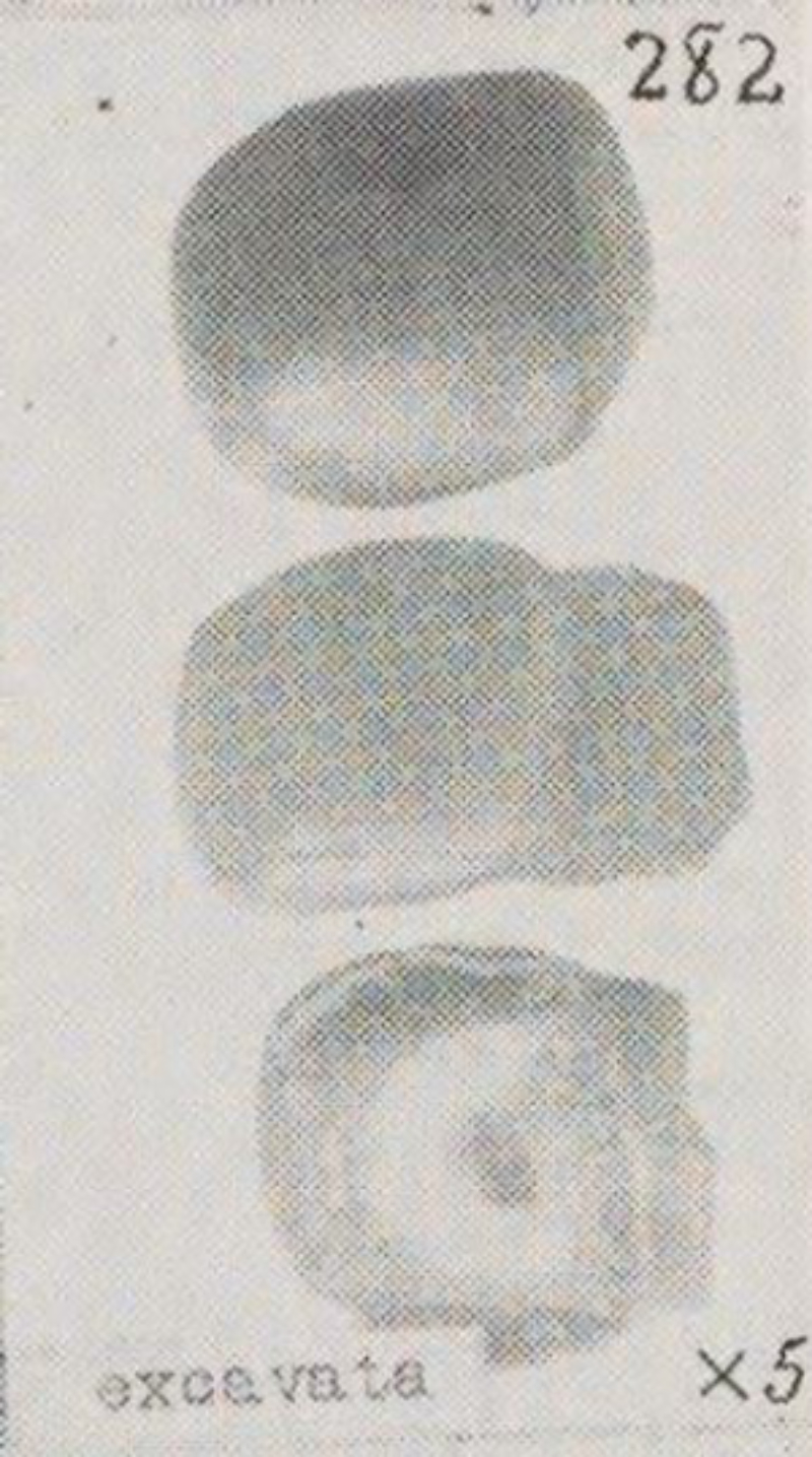 Callirhytis excavata (agamic)