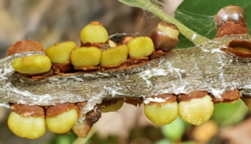 Callirhytis excavata (agamic)