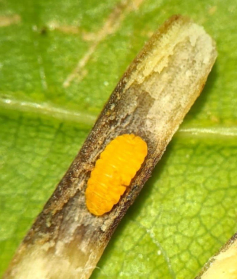 Polystepha americana