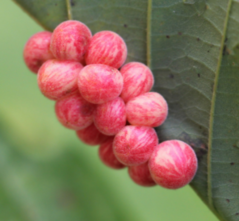 Unknown q-montana-fuzzy-sphere-cluster (agamic)