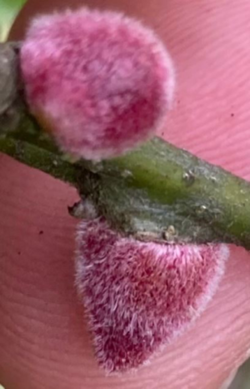 Disholcaspis simulata (agamic)