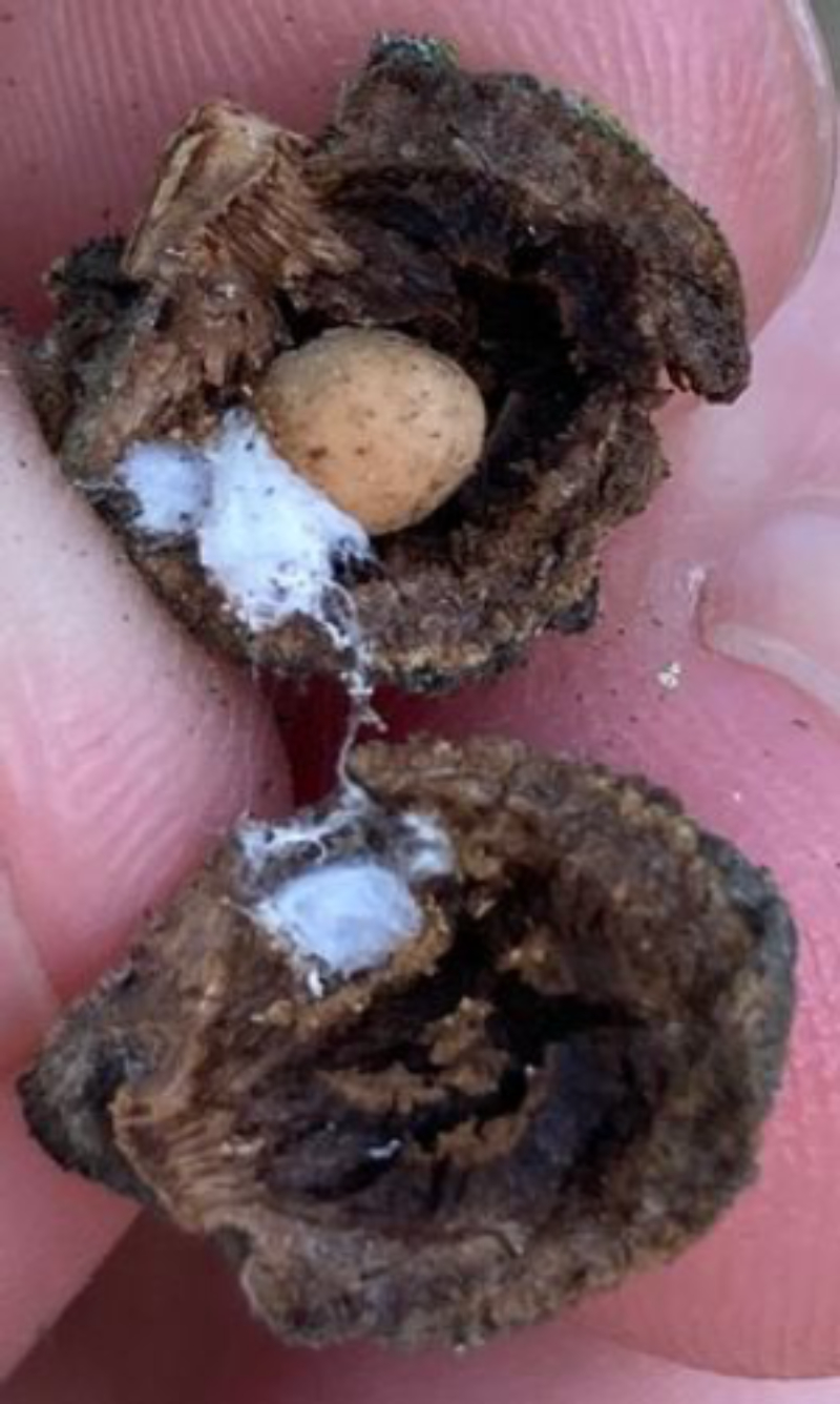 Disholcaspis simulata (agamic)