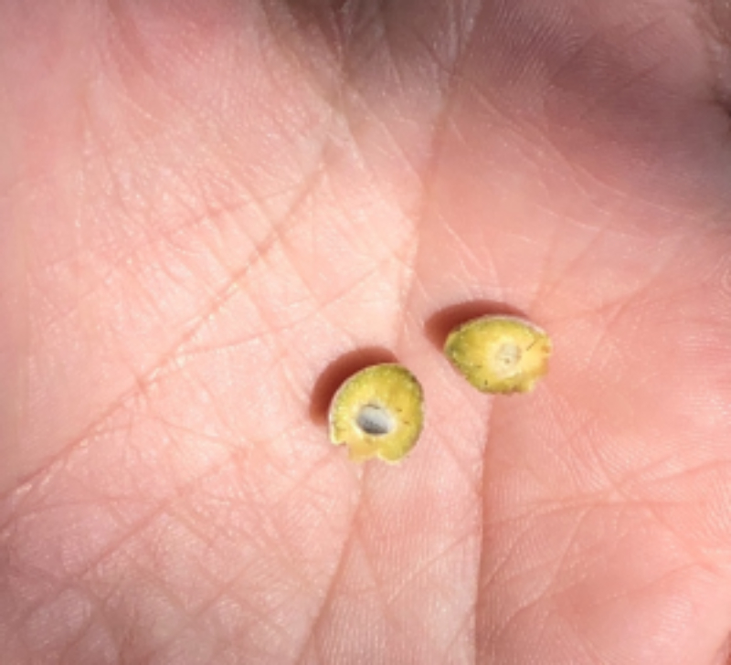 Disholcaspis simulata (agamic)