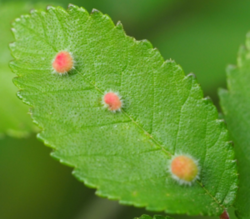 Unknown cedar-elm-fuzzy-gall