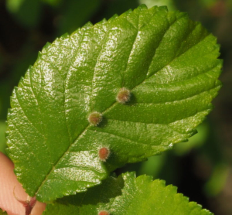 Unknown cedar-elm-fuzzy-gall