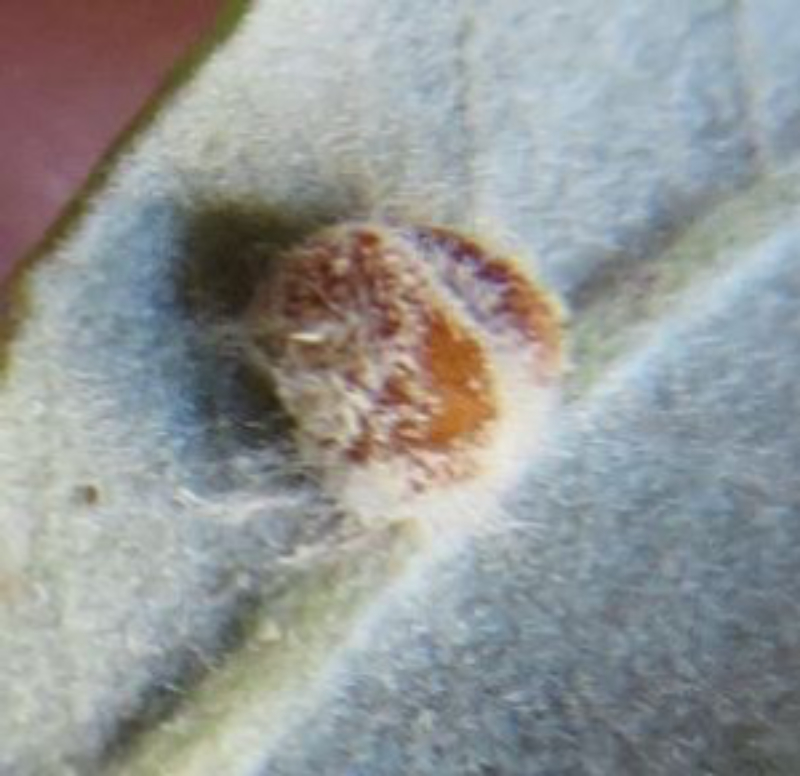 Dryocosmus brown-eye-gall