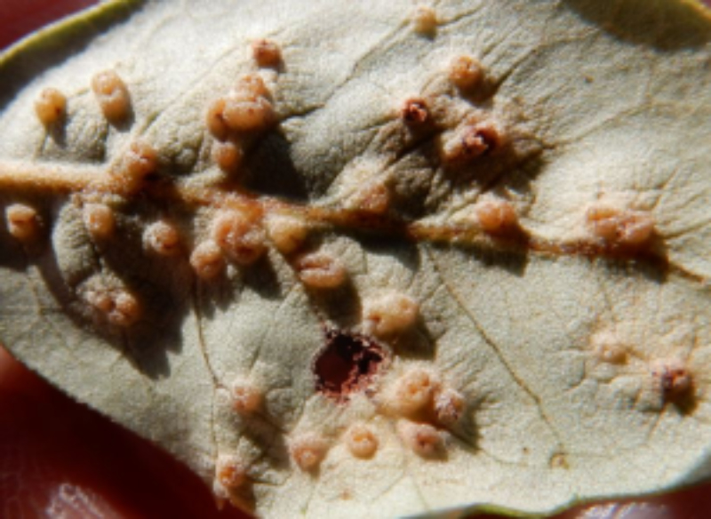 Neuroterus howertoni (agamic)