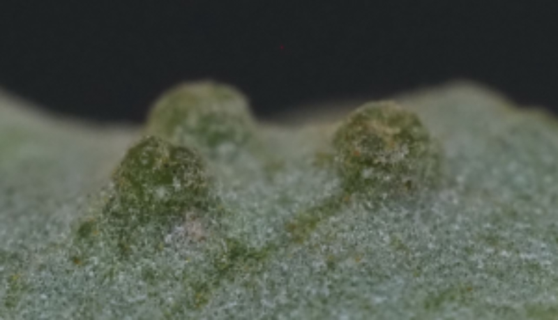 Neuroterus howertoni (agamic)