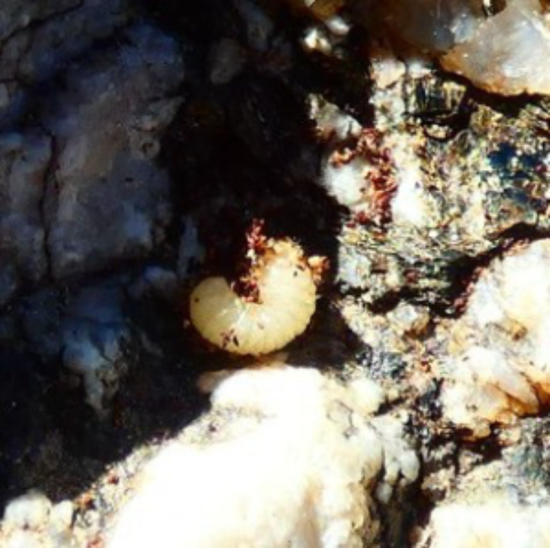 Unknown j-monosperma-deformed-berry