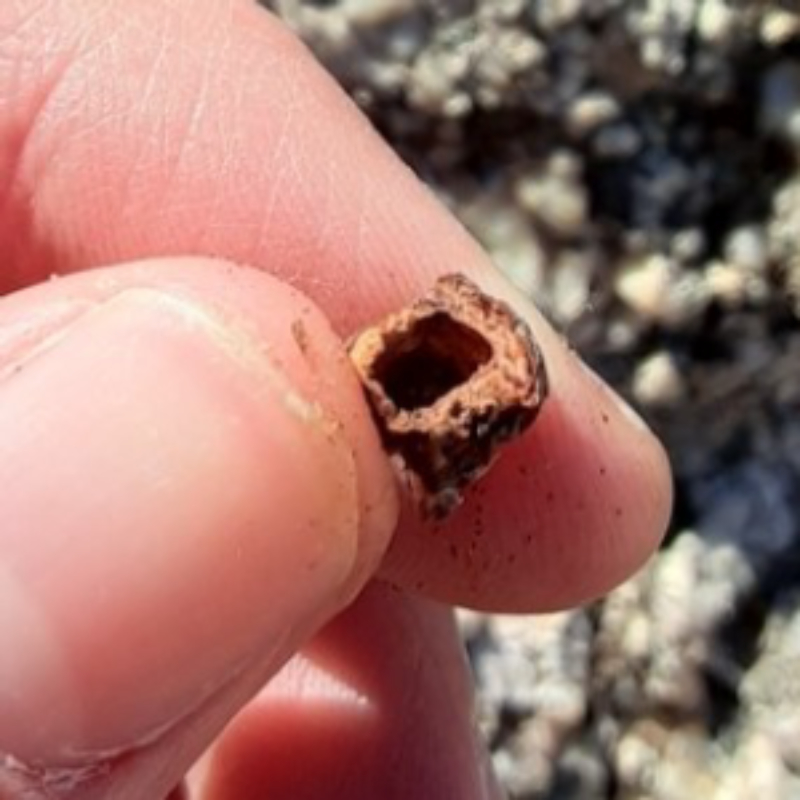 Unknown j-monosperma-deformed-berry