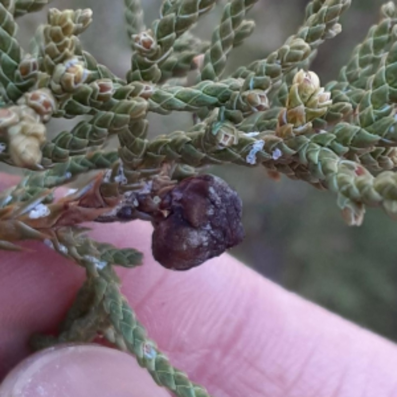 Unknown j-monosperma-deformed-berry