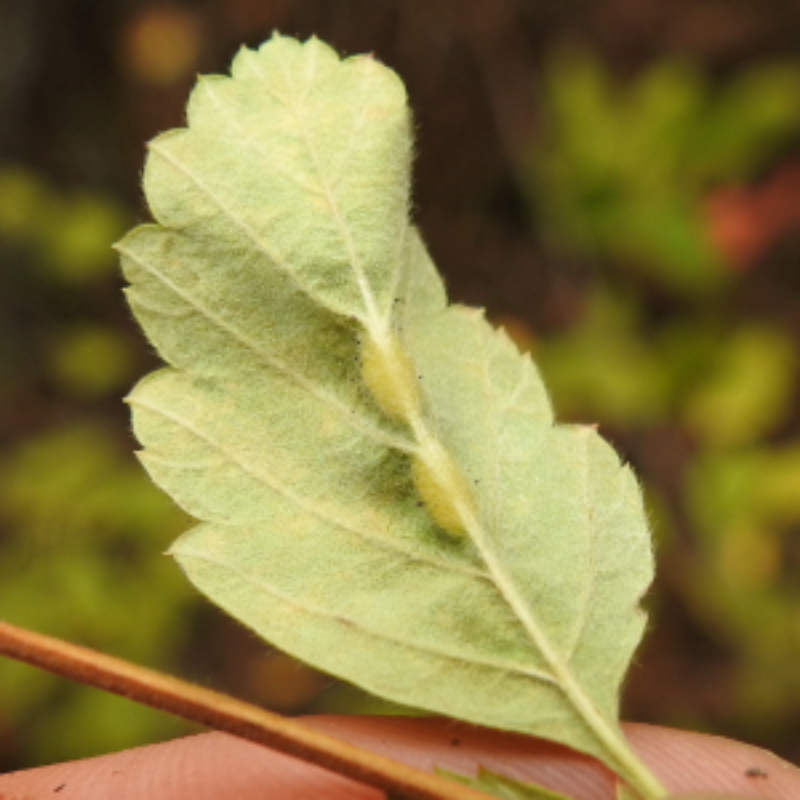 Dasineura h-discolor-swollen-vein-fold