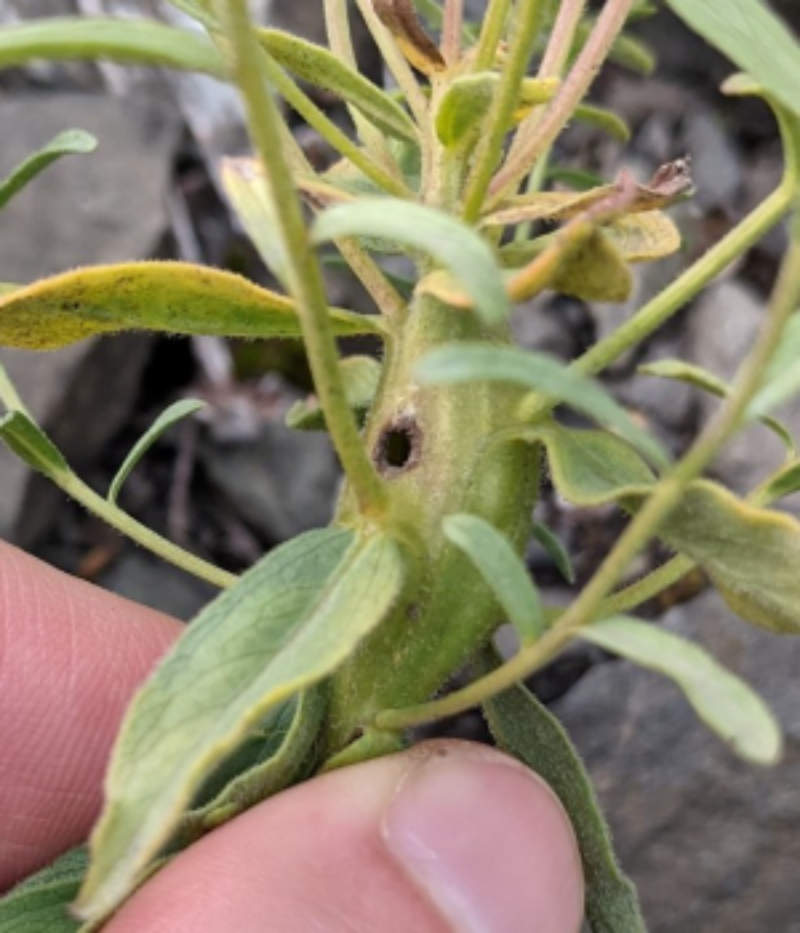 Unknown e-paucicapitatus-green-stem-swelling