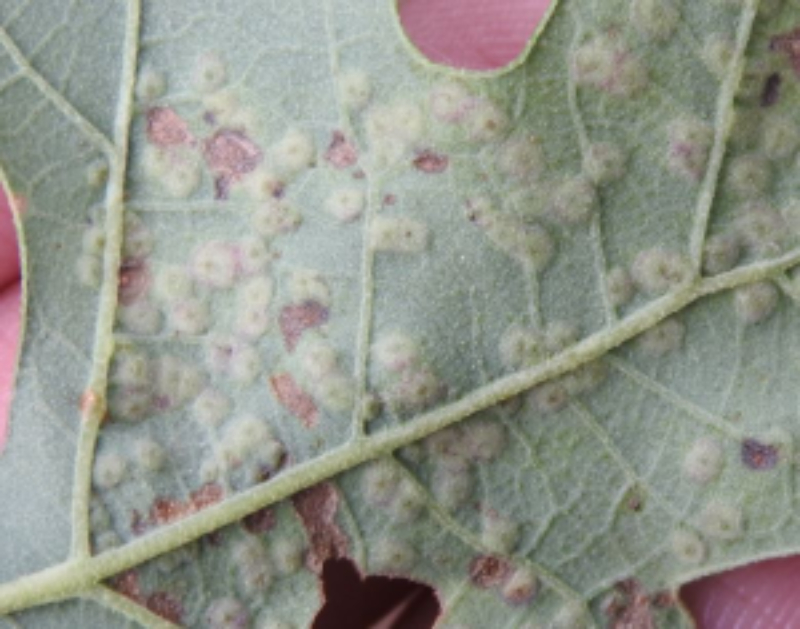 Neuroterus pattersoni (sexgen)