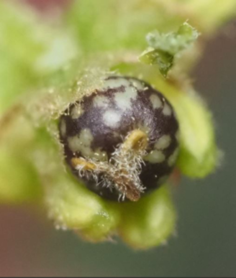 Neuroterus q-fusiformis-mottled-filament-gall (agamic)