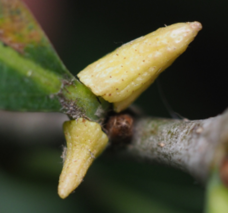 Zopheroteras cuneatum (agamic)