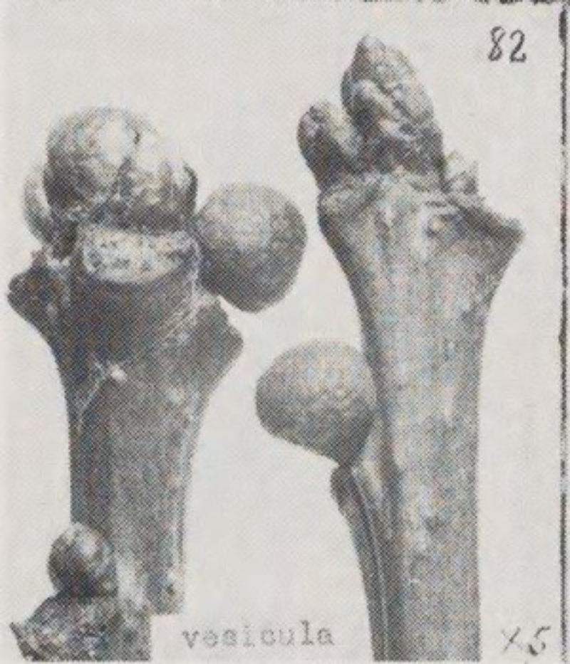 Neuroterus vesicula (sexgen)