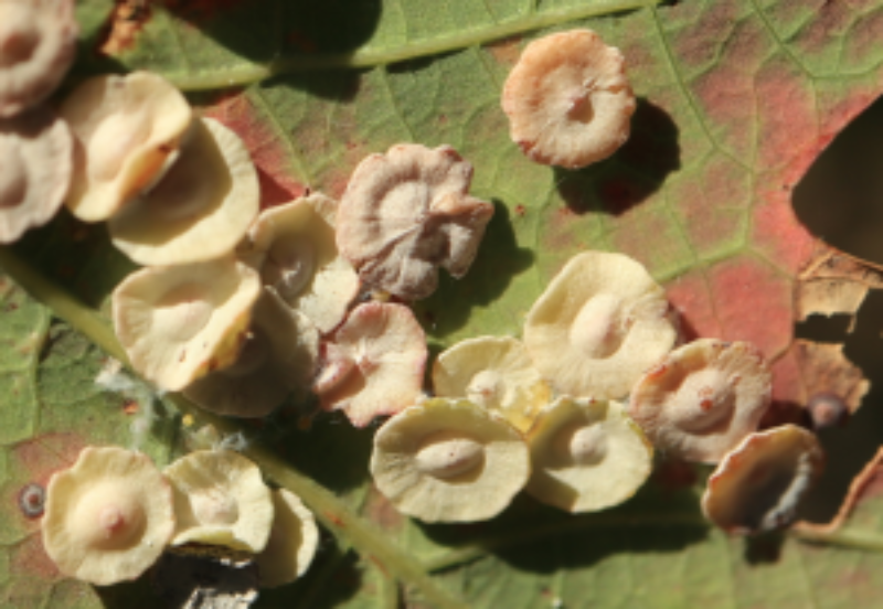 Phylloteras poculum (agamic)